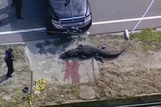 Florida officials killed an alligator after it was seen with a human ...