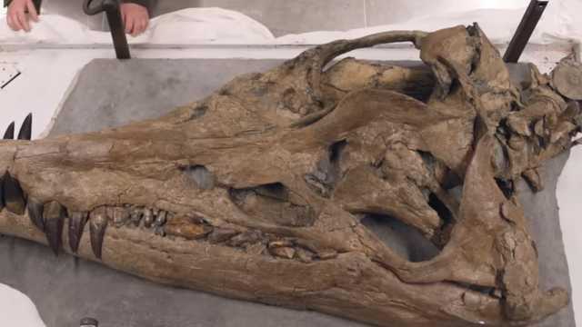 An absolutely massive skull of a sea monster discovered - Absolute News