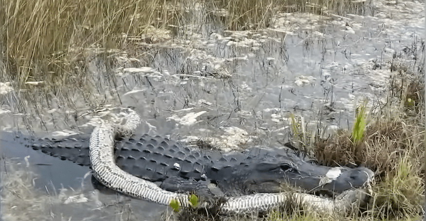 South Florida man bitten by alligator - Absolute News